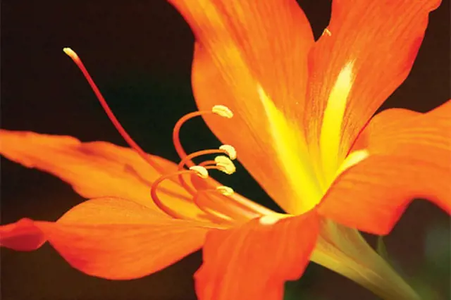 Amaryllidaceae – iReceptář.cz